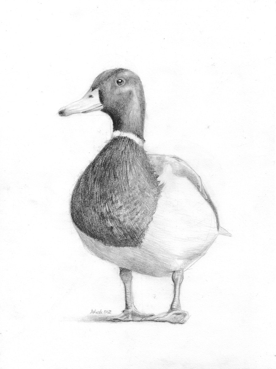 Mallard Study – Ricky Schaede Art Studio